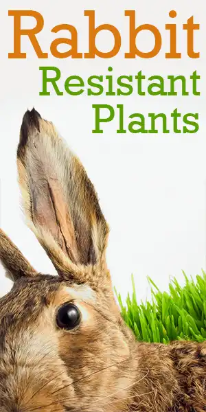 How to Keep Rabbits Out of Your Garden - Rabbit-Resistant Plants